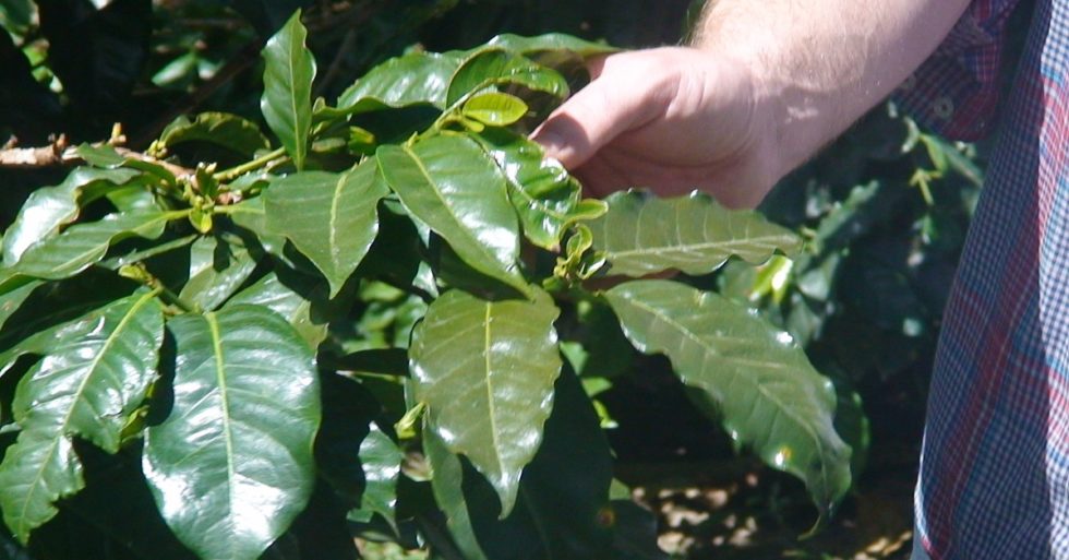 Farm Review - Bambito Estate, Panama - Royale Coffee Company