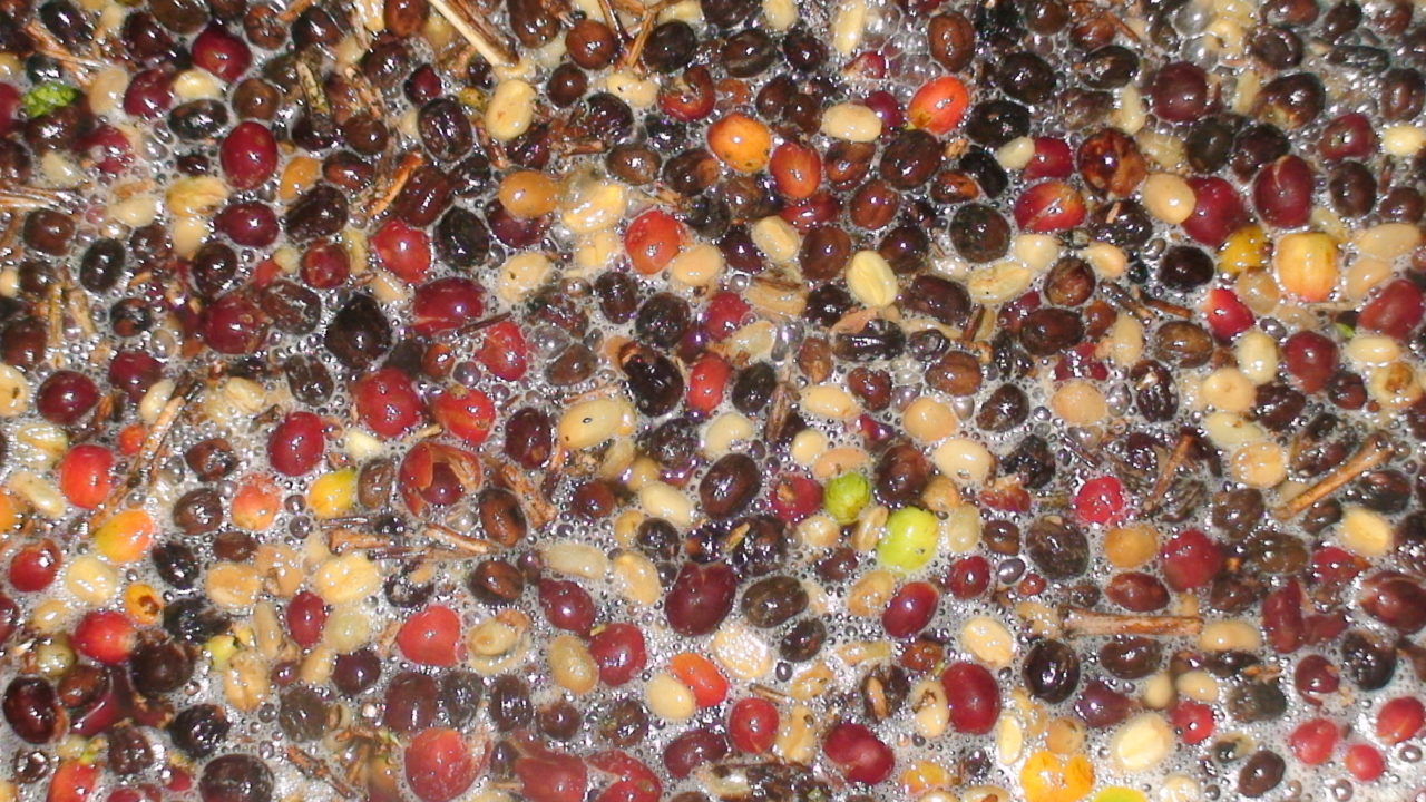 Coffee Processing Methods: Washed vs. Dry - Royale Coffee Company